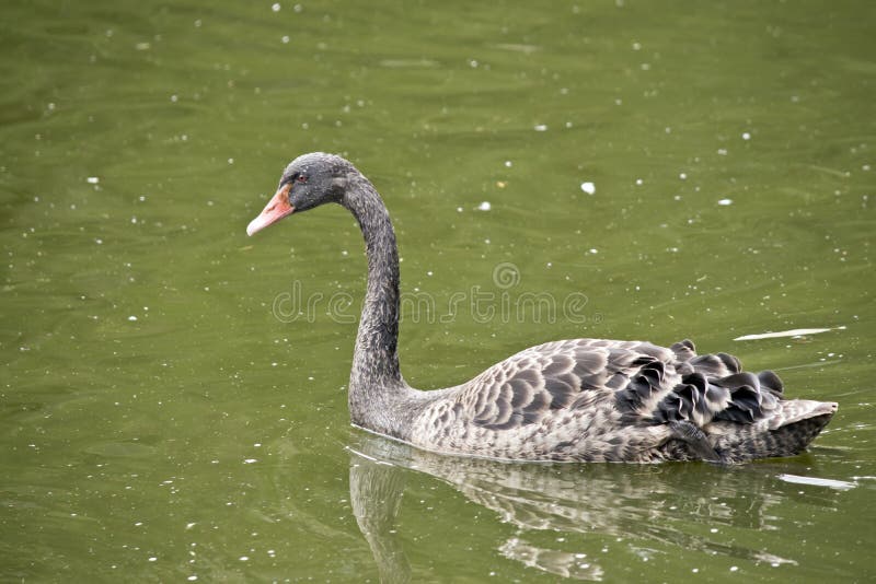 Black swan cygnet stock photo. Image of three, white - 108021180