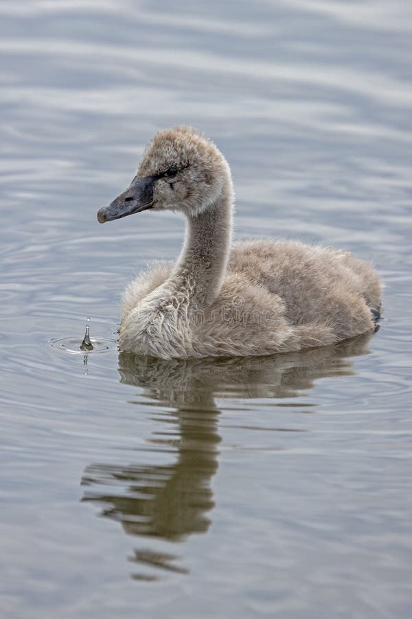 Black Swan Cygnet stock image. Image of wildlife, nature - 216900991