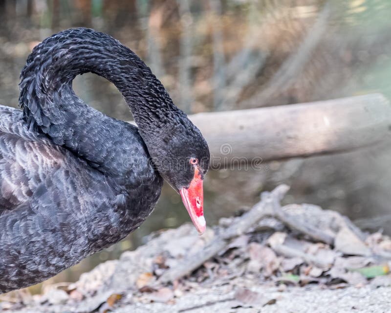 A Black Swan stock image. Image of majestic, peaceful - 267693865