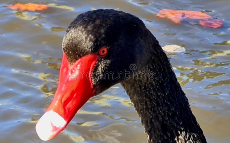 Black Swan eye stock image. Image of beak, water, animal - 230949777