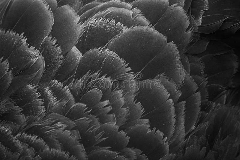 Black Swan Feather Texture is Close Stock Image - Image of grace ...
