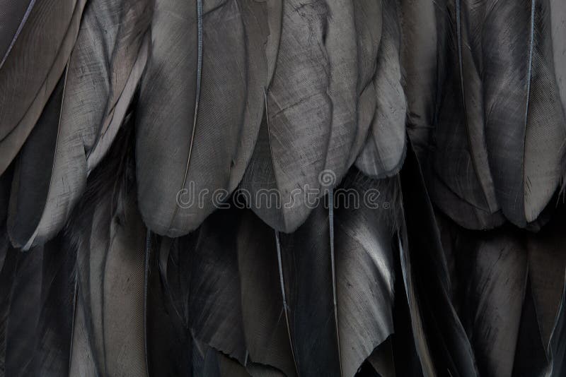 Black Swan Feathers Texture Background Stock Photo - Image of bird ...