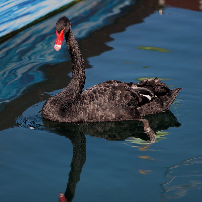 Black swan floats stock image. Image of elegance, dark - 82486487