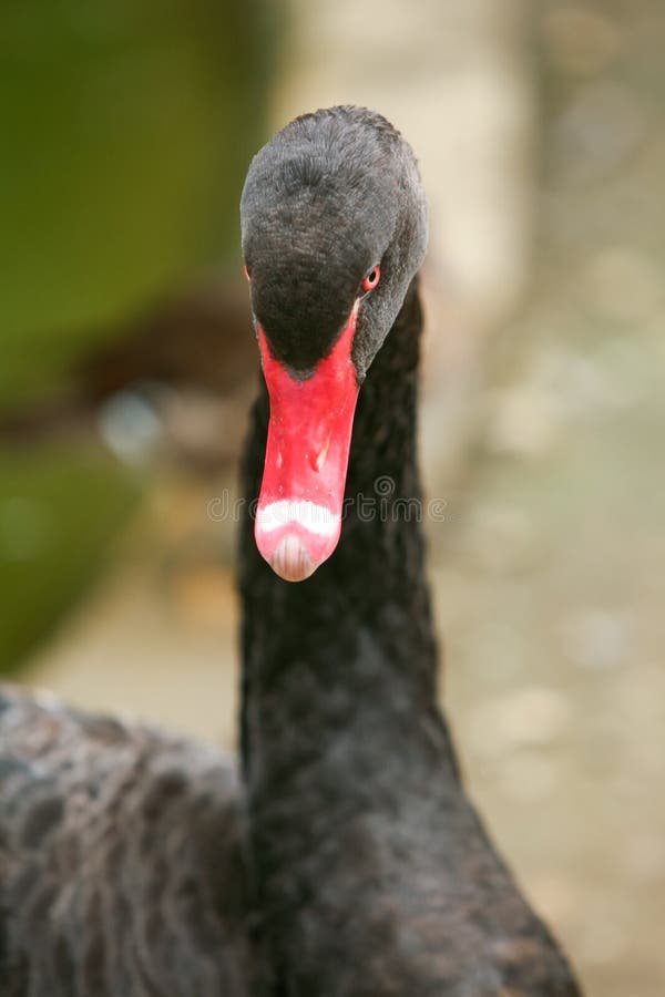 Black Swan Front View Stock Photos - Free & Royalty-Free Stock Photos ...