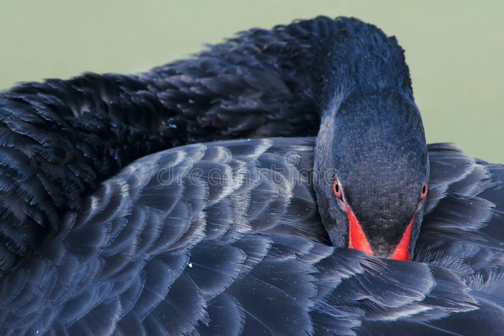 Black swan stock image. Image of water, lake, nobler - 42120187
