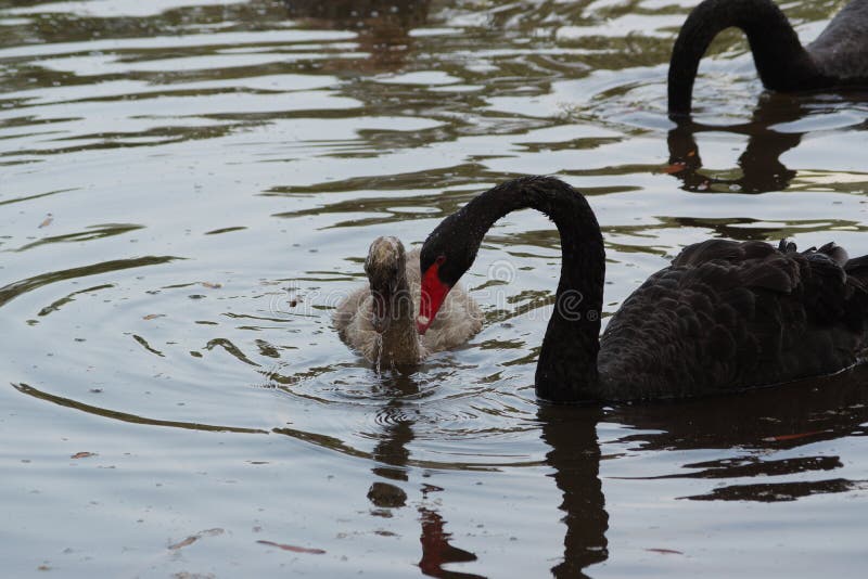 A black swan and its baby stock photo. Image of waterbird - 246842660