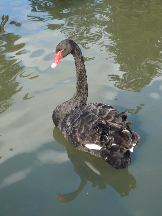 Black Swan stock photo. Image of iconic, lake, light - 49527068