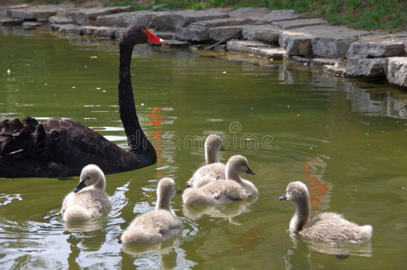 The Black Swan and Little Swan Stock Image - Image of black, east: 73034777