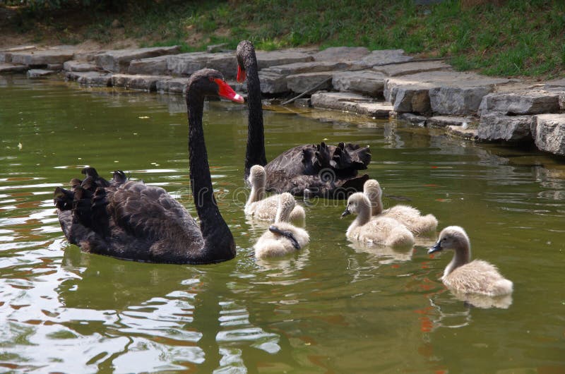 The Black Swan and Little Swan Stock Image - Image of birds, poultry ...