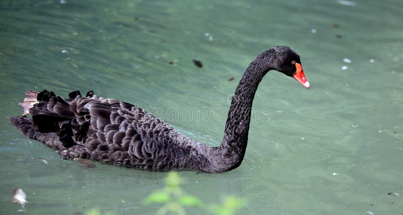 Black Swan with a Long Neck Stock Image - Image of water, vaunt: 77899113