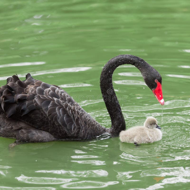 Black swan and her baby stock photo. Image of environment - 5955134