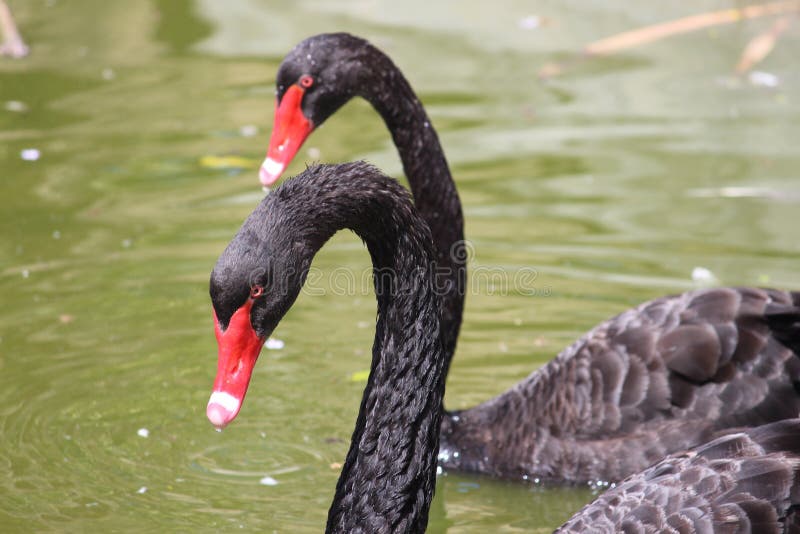 Black swan stock image. Image of black, cape, africa - 94818019