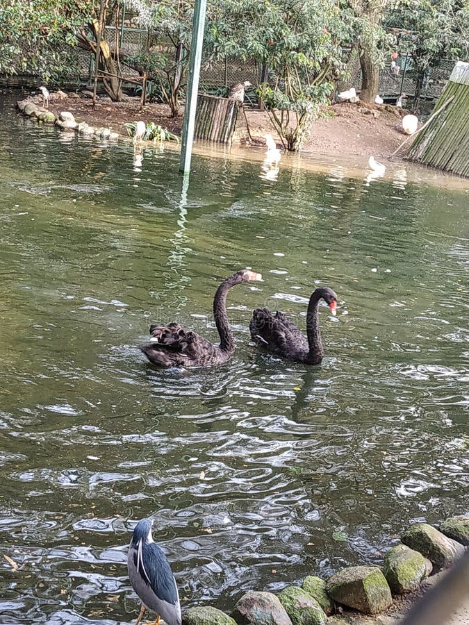 Black Swan, Pond, Zoo, Birds, Water, Trees Stock Photo - Image of pond ...