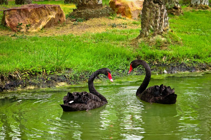 Poor swan stock photo. Image of environment, swim, waste - 648404