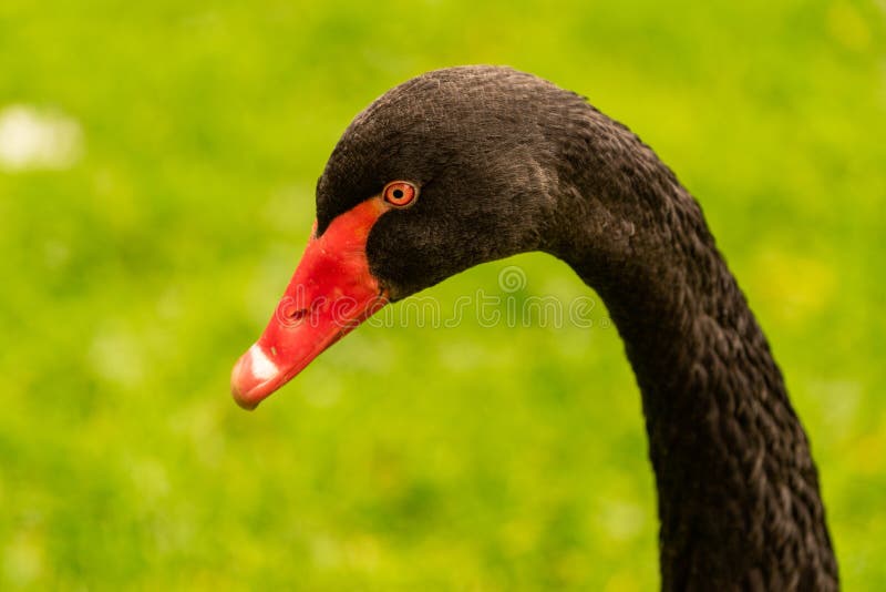 Black swan with red beak stock photo. Image of black - 181527102