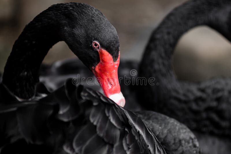 Black swan with a red beak stock photo. Image of reflection - 186057050