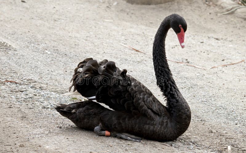 A black swan stock photo. Image of wildlife, paddling - 142033180