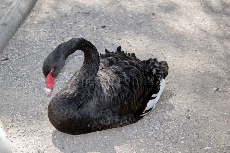 A black swan is resting stock photo. Image of graceful - 142033226