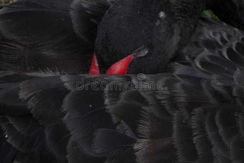 Black swan that rests stock photo. Image of darkness - 286233774