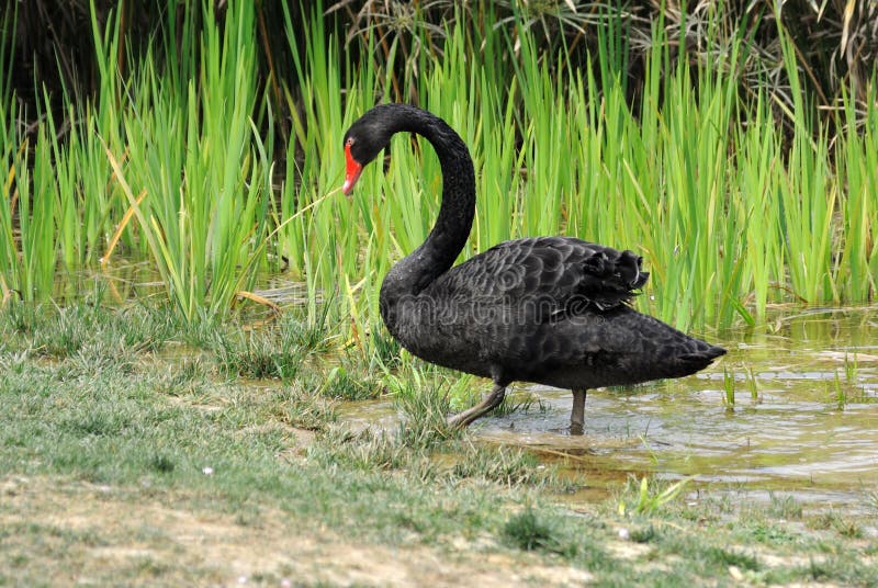 Black swan and fish stock image. Image of natural, nature - 26254491