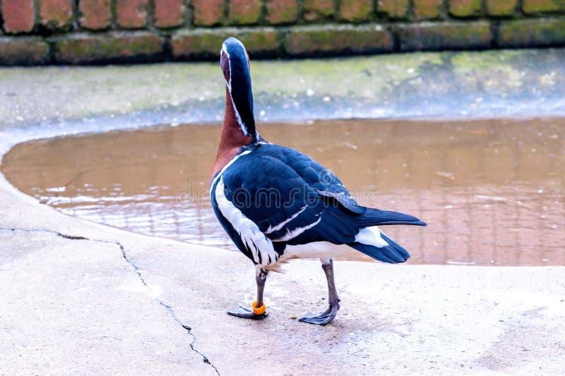 A Black Swan Seen at a Zoo Enclosure Walking Alongside a Water Source ...