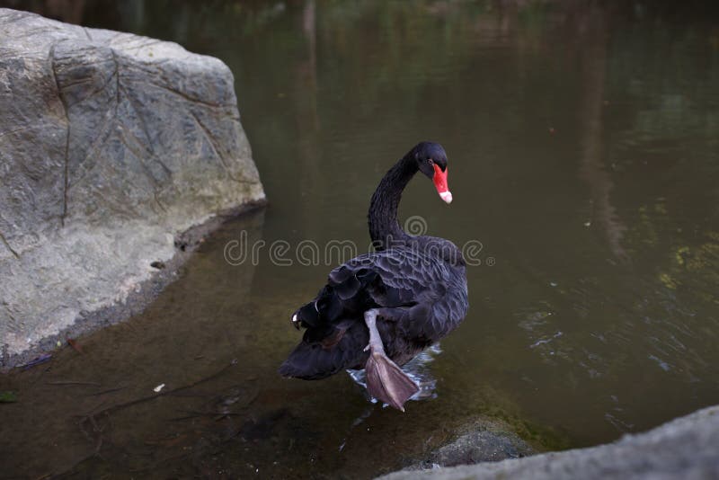 Black Swan shows leg stock photo. Image of nature, vertebrate - 45605142