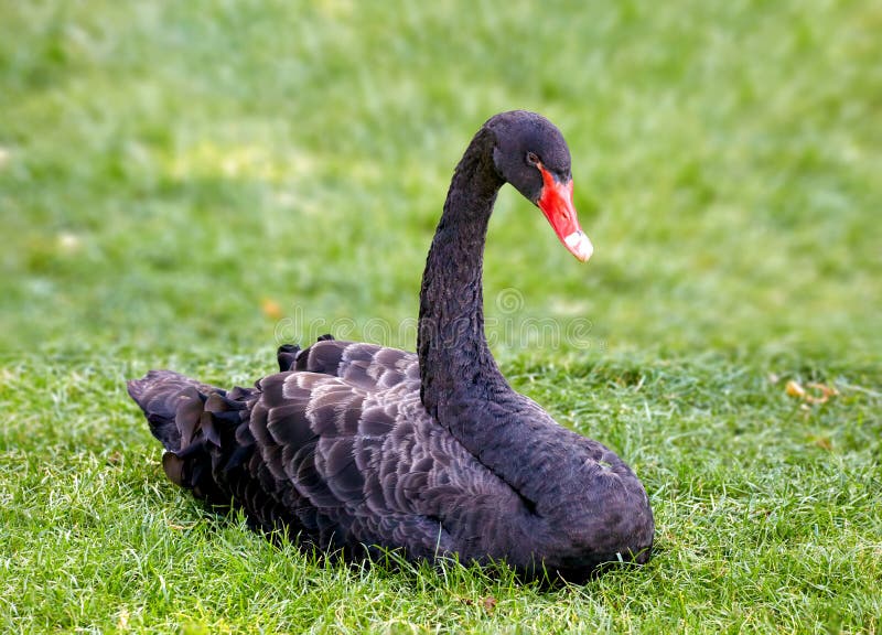 A Black Swan Sitting in the Grass on a Meadow Stock Image - Image of ...