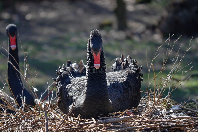 Black Swan Sitting on Its Nest Stock Image - Image of head, couple ...
