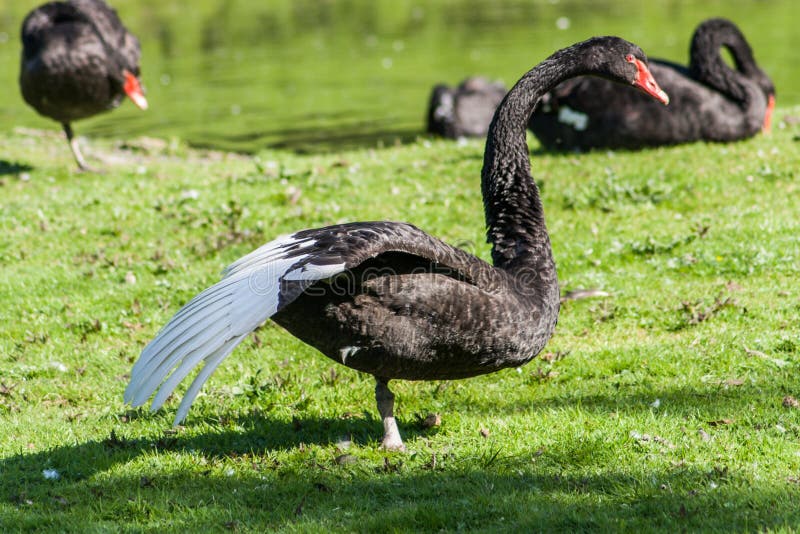 Black Swan stock image. Image of spread, splayed, green - 54393991