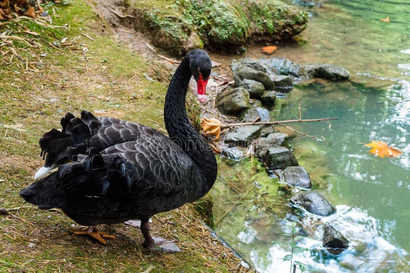 Black Swan Stands by the Pond and Looks into the Camera Stock Photo ...