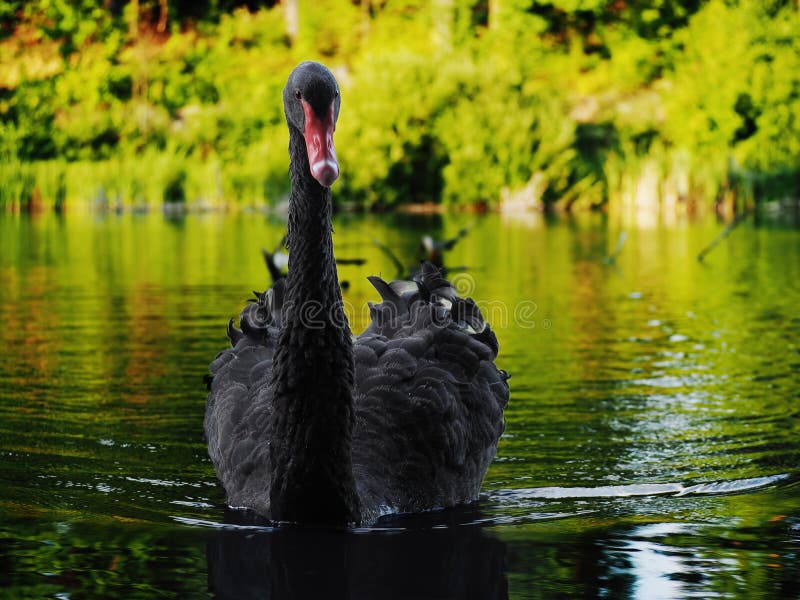 220 Swan Symmetry Photos - Free & Royalty-Free Stock Photos from Dreamstime