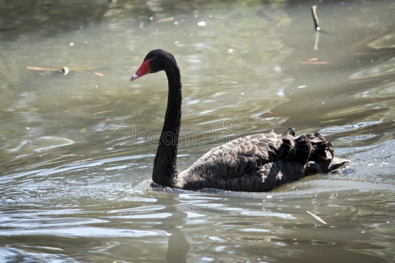 The Black Swan is Swimming in the Lake Stock Photo - Image of swan ...