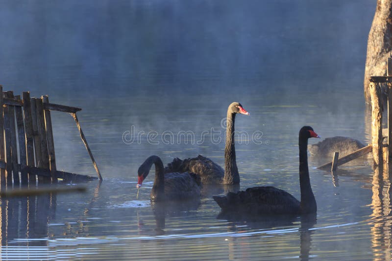 A Swan Swimming in a Pool of Water Stock Image - Image of wave ...