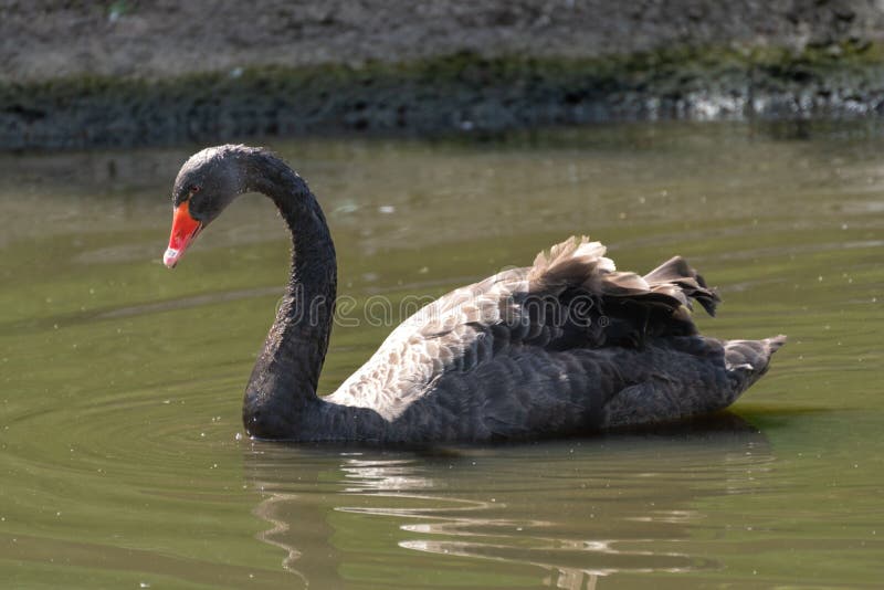 Black Swan Swimming on a Pool of Water on a Sunny Day Stock Image ...