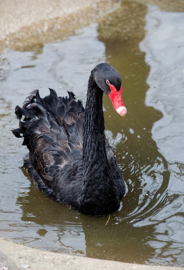 Black swan stock image. Image of animal, bird, exotic - 42977465