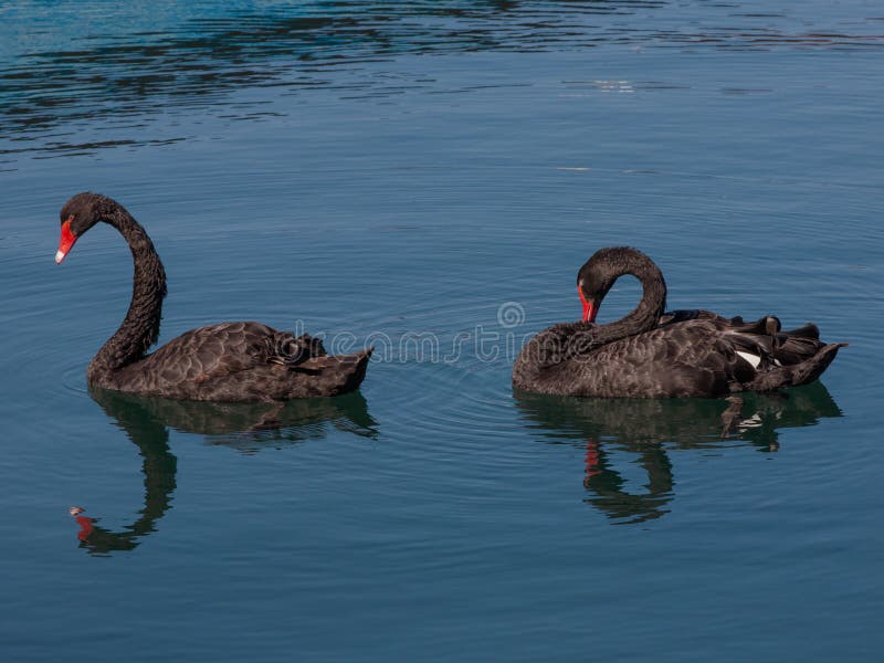 Black Swans Float in Sea Pool Stock Photo - Image of elegance, dark ...