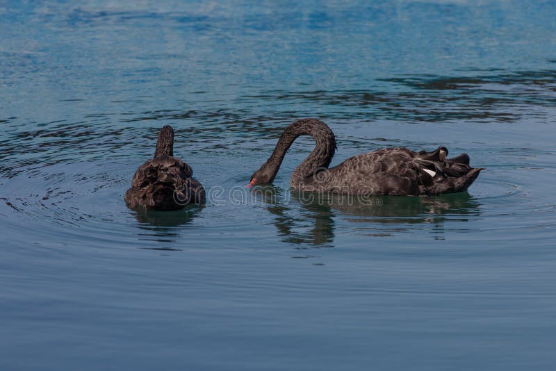 Black Swans Float in Sea Pool Stock Image - Image of calmness, pool ...