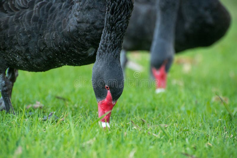 Black Swans grazing stock image. Image of grazing, birds - 48414257