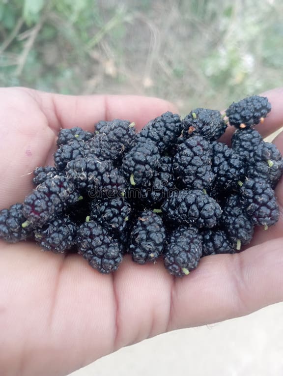 Black Sweet Mulberry Raspberry E Stock Image - Image of mulberry, sweet ...