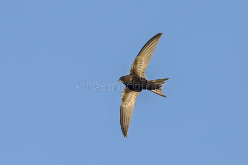Flying Common Swift Apus Apus Stock Image - Image of velocity, beak ...