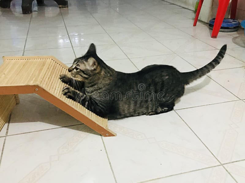 A Black Tabby Cat is Scratching Its Nail. Stock Photo - Image of hair ...