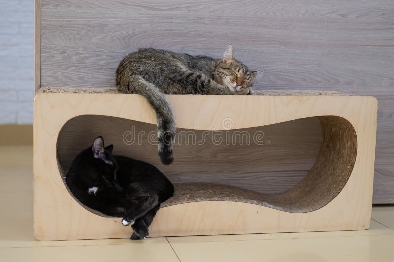 Black and Tabby Cats Sleep on a Scratching Post. Stock Image - Image of ...