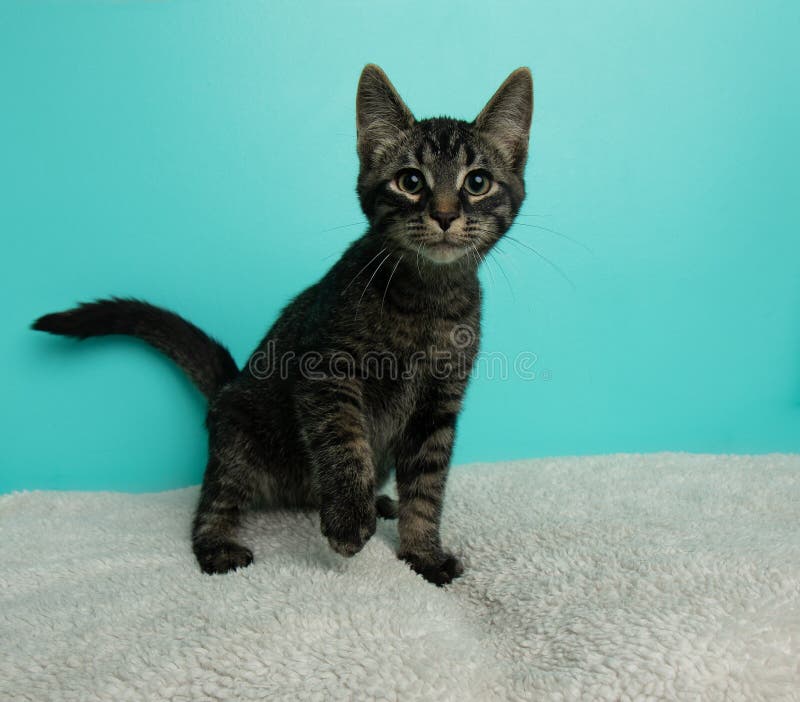 Black Tabby Kitten Cat Sitting Portrait with Paw Up Stock Image - Image ...