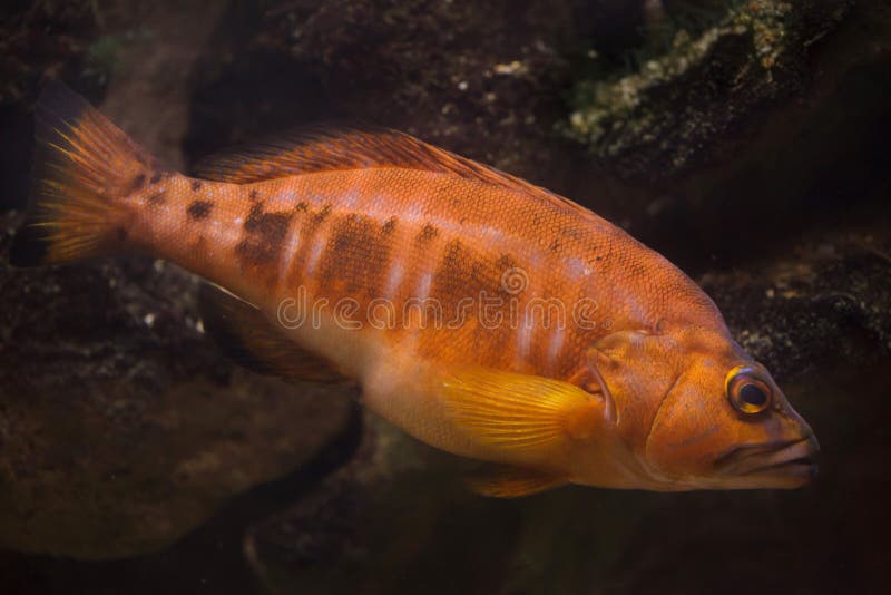 Black-tail Comber Serranus Atricauda Stock Photo - Image of seabass ...