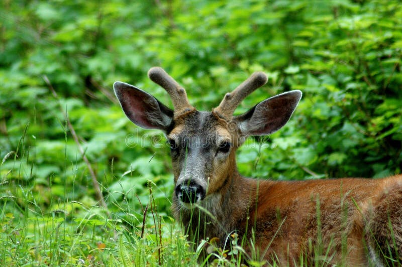 Black tail Deer Spiker stock photo. Image of tail, horns - 7929520
