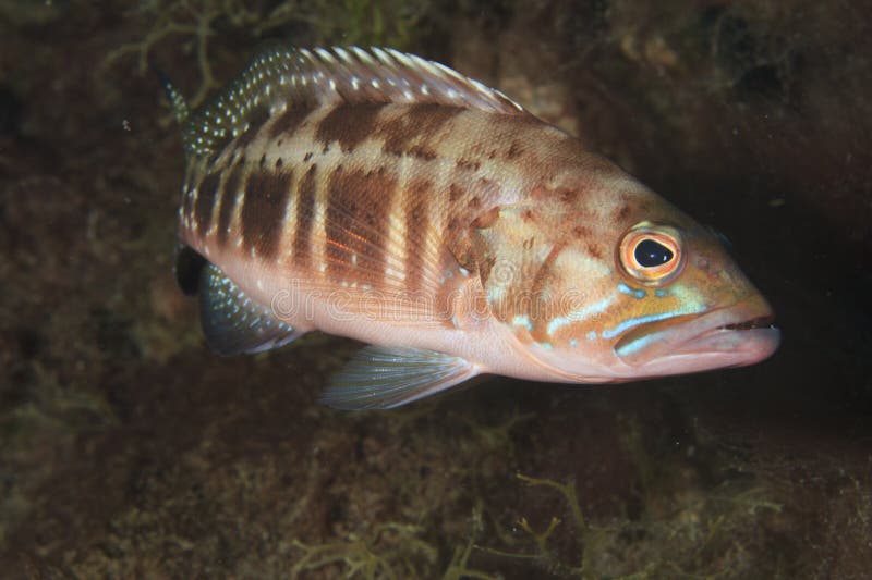 The Black Tail Fish Moves Quietly in Its Seabed Habitat Stock Image ...