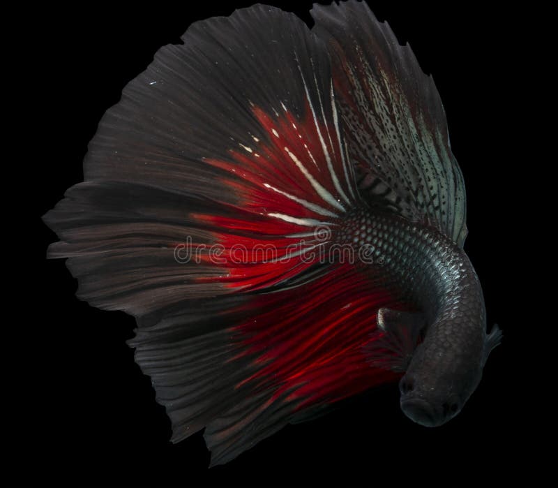 Black Tail Strip Red and Blue Betta Fish Stock Photo - Image of fish ...