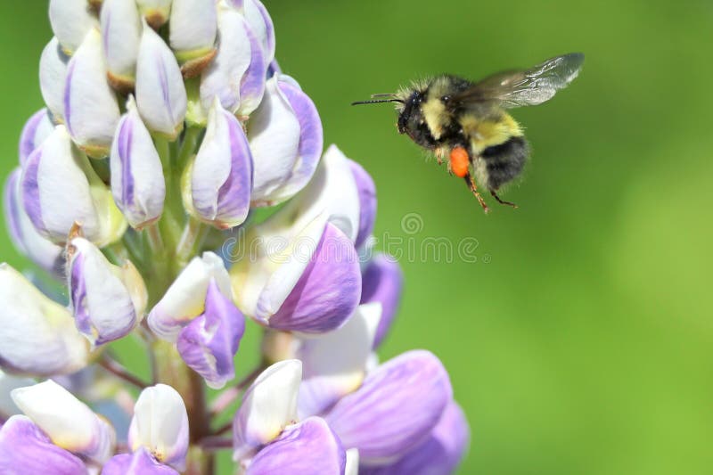 Black-tailed Bumblebee in Flight Stock Image - Image of flying, yellow ...
