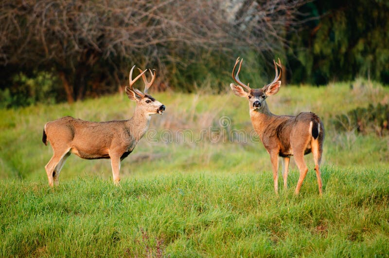 Black-tailed deer stock photo. Image of mammal, artiodactyla - 33931632