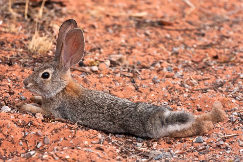 Jack rabbit in joshua tree stock image. Image of bunny - 12538499